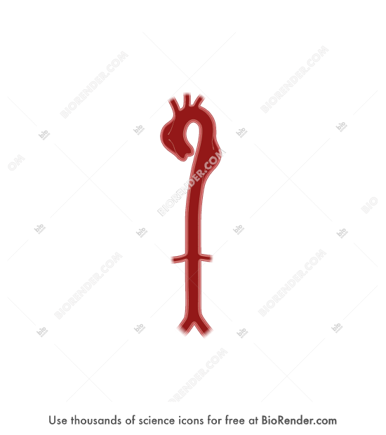 Free Aortic dissection (Debakey type 1) Icons, Symbols & Images | BioRender