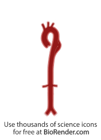 Free Aortic dissection (DeBakey type 3) Icons, Symbols & Images | BioRender