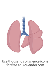 Free Rat lungs (dorsal) Icons, Symbols & Images | BioRender