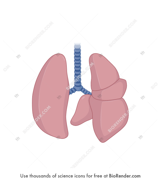 Free Rat lungs (dorsal) Icons, Symbols & Images | BioRender