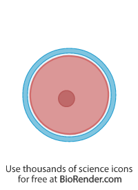 Free Oocyte (mammalian, GV) Icons, Symbols & Images | BioRender