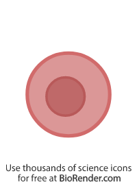 Free Primordial germ cell Icons, Symbols & Images | BioRender