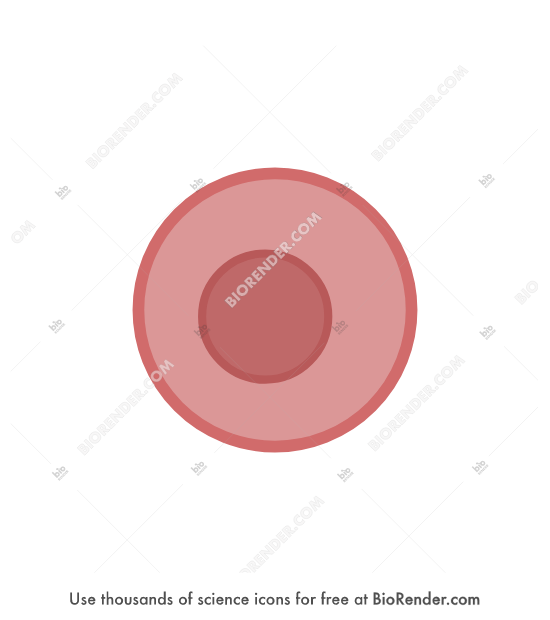 Free Primordial germ cell Icons, Symbols & Images | BioRender