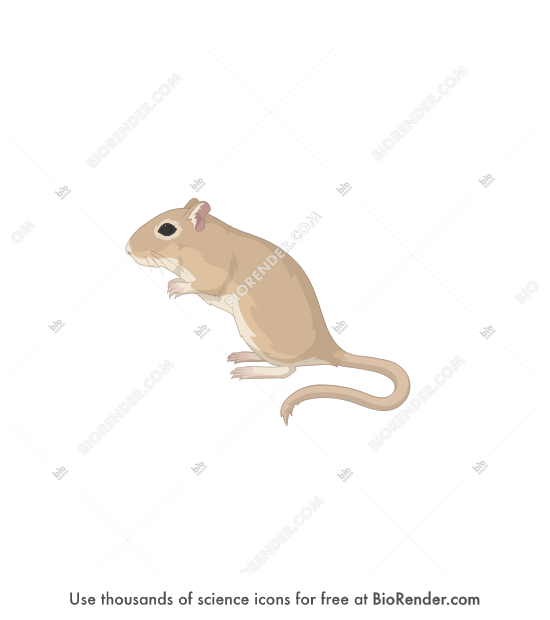 Free Mongolian gerbil (Meriones unguiculatus, lateral) Icons, Symbols ...