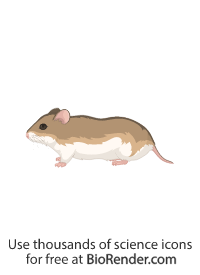 Free Rodents Icons, Symbols & Images | BioRender
