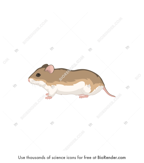 Free Chinese hamster (Cricetulus griseus) Icons, Symbols & Images ...