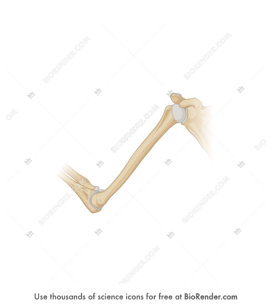 Free Shoulder and elbow (bones, flexed arm) Icons, Symbols & Images ...