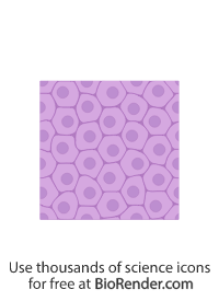 Free Tissue sheet (generic) Icons, Symbols & Images | BioRender