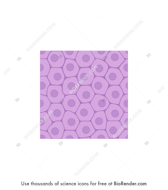 Free Tissue sheet (generic) Icons, Symbols & Images | BioRender