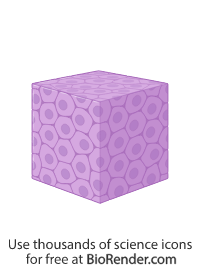 Free Tissue cube (generic) Icons, Symbols & Images | BioRender