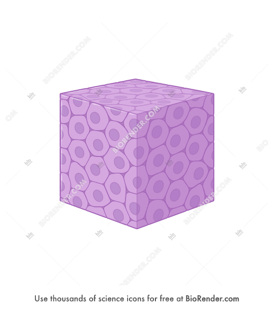 Free Tissue cube (generic) Icons, Symbols & Images | BioRender