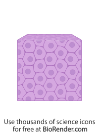 Free Tissue cube (generic, front view) Icons, Symbols & Images | BioRender