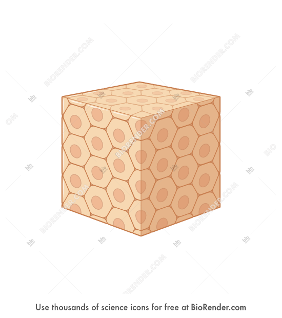 Free Tissue cube (hexagonal) Icons, Symbols & Images | BioRender