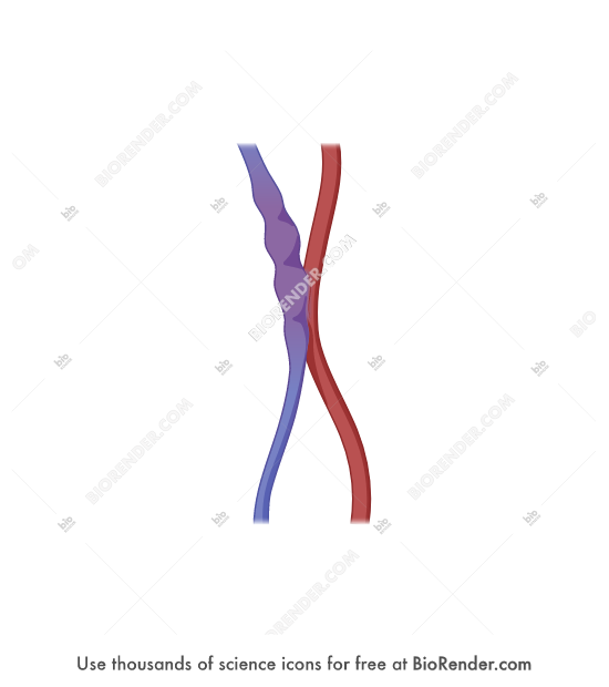 Free Arteriovenous fistula Icons, Symbols & Images | BioRender