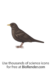 Free Common blackbird (female) Icons, Symbols & Images | BioRender
