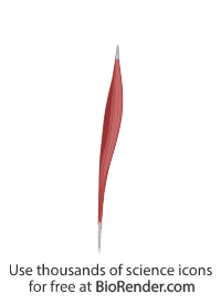 Free Mouse soleus (lateral) Icons, Symbols & Images | BioRender