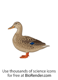 Free Mallard duck (female) Icons, Symbols & Images | BioRender