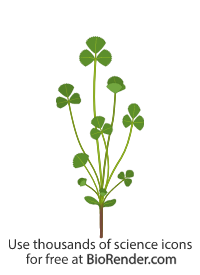 Free Barrelclover (young) Icons, Symbols & Images | BioRender