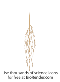 Free Roots (with indeterminate nodules) Icons, Symbols & Images | BioRender