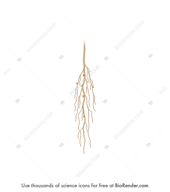 Free Roots (with indeterminate nodules) Icons, Symbols & Images | BioRender