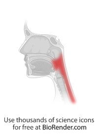 Free Pharyngitis (side) Icons, Symbols & Images | BioRender