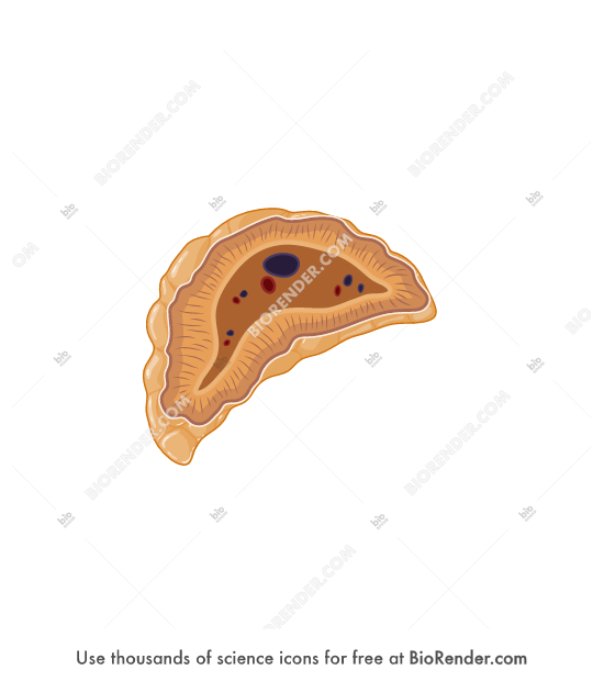 Free Adrenal gland (left, cut) Icons, Symbols & Images | BioRender