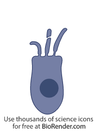 Free Hair cell (damaged) 1 Icons, Symbols & Images | BioRender