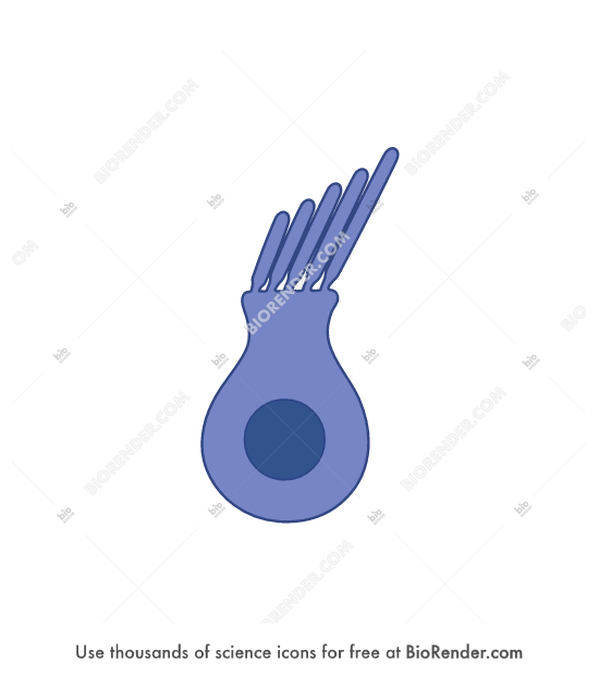 Free Hair cell (type 1, depolarized) 2 Icons, Symbols & Images | BioRender