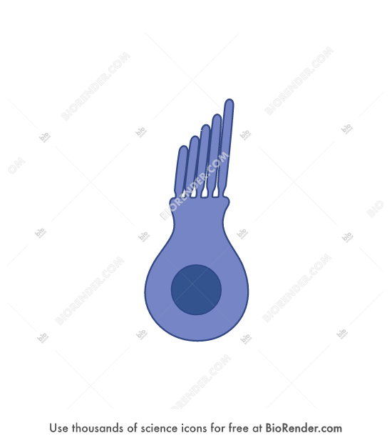 Free Hair cell (type 1) 2 Icons, Symbols & Images | BioRender