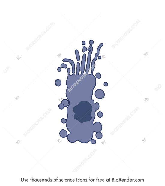 Free Hair cell (damaged, blebbing) 2 Icons, Symbols & Images | BioRender