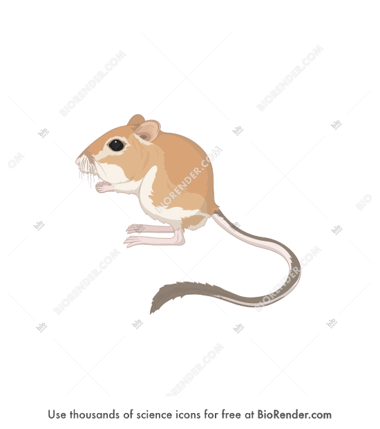 Free Kangaroo rat (Dipodomys ordii) Icons, Symbols & Images | BioRender