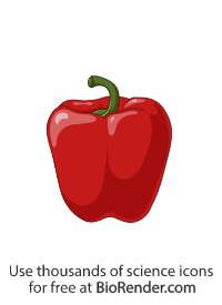 Free Bell Pepper Icons, Symbols & Images | BioRender