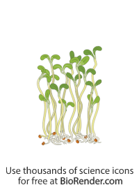 Free Alfalfa Icons, Symbols & Images | BioRender