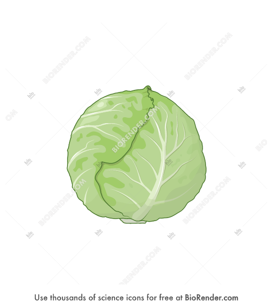 Free Cabbage Icons, Symbols & Images | BioRender