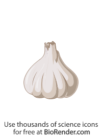Free Garlic Icons, Symbols & Images | BioRender