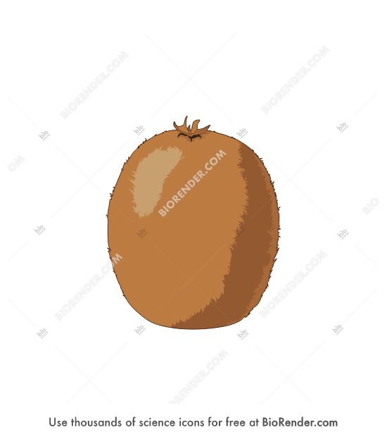 Free Kiwi Icons, Symbols & Images | BioRender