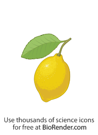Free Lemon Icons, Symbols & Images | BioRender