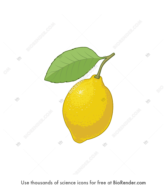 Free Lemon Icons, Symbols & Images | BioRender