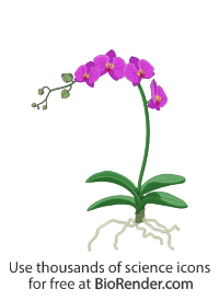 Free Orchid Icons, Symbols & Images | BioRender