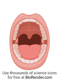 Free Mouth (open) Icons, Symbols & Images | BioRender