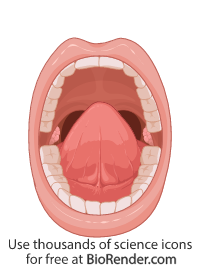 Free Mouth (open, sublingual tongue) Icons, Symbols & Images | BioRender