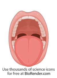 Free Mouth (open, Mallampati score class 3) Icons, Symbols & Images ...