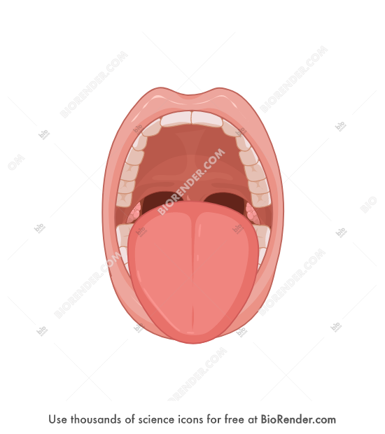Free Mouth (open, Mallampati score class 3) Icons, Symbols & Images ...