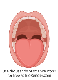 Free Mouth (open, Mallampati score class 2) Icons, Symbols & Images ...