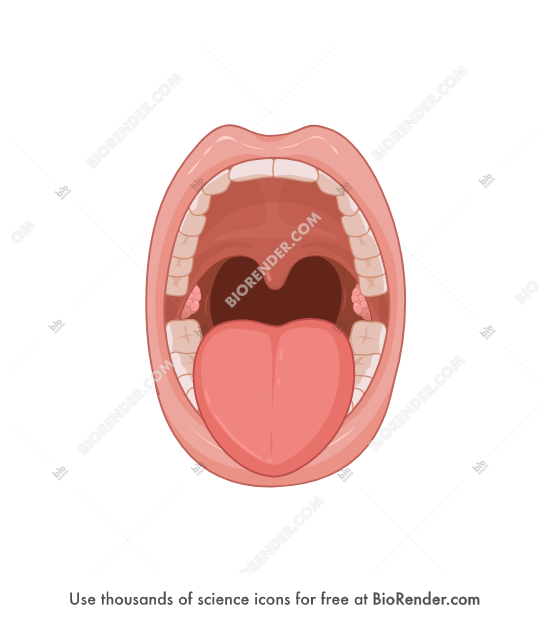 Free Mouth (open, Mallampati score class 1) Icons, Symbols & Images ...