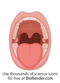 Free Mouth (open, Mallampati score class 1) Icons, Symbols & Images ...