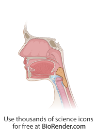Free Swallowing Icons, Symbols & Images | BioRender