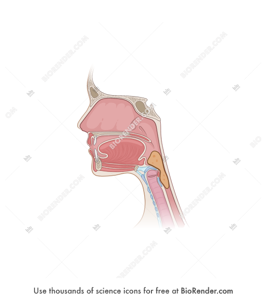 Free Swallowing Icons, Symbols & Images | BioRender