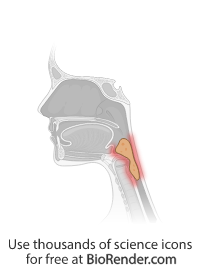 Free Swallowing (inflamed) Icons, Symbols & Images | BioRender