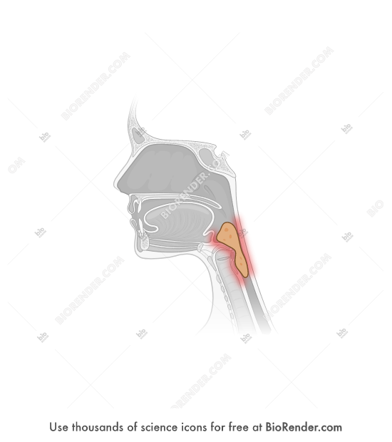 Free Swallowing (inflamed) Icons, Symbols & Images | BioRender